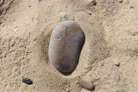 Free Images Beach Sand Rock Stone Pebble Soil Fauna Material