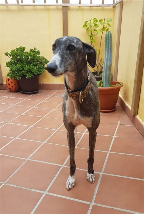 Helena Galgos En Familia