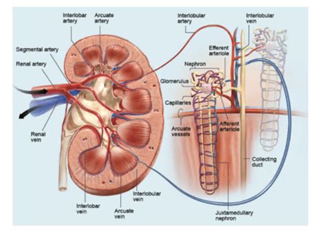 BIOD 152 Module 7 Problem Set Flashcards Quizlet