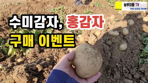 수미감자 홍감자 구매 이벤트 갑니다~ Youtube