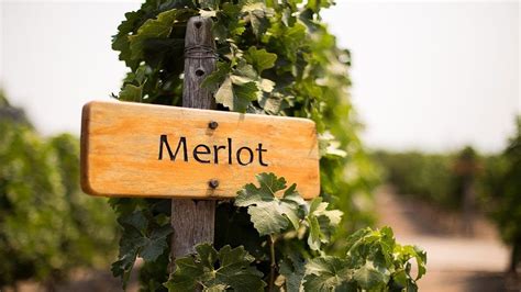 MERLOT Старый Добрый Мерло - YouTube