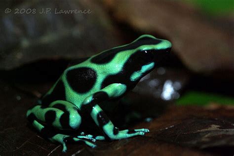 Nature And More Libutron Costa Rican Variable Harlequin Toad
