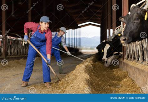 Male And Female Farm Workers Feed Cows Stock Image Image Of