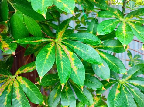 Green And Yellow Cassava Leaves Stock Image Image Of Close Bright
