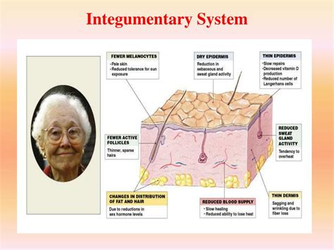 PPT Normal Changes Of Aging PowerPoint Presentation Free Download ID
