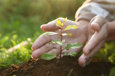 Woman Protecting Seedling In Garden Closeup Planting Tree Stock Photo Image Of Agriculture