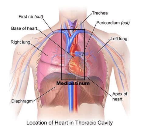 Thoracic Cavity Diagram Figures 365a And 365c Anatomical
