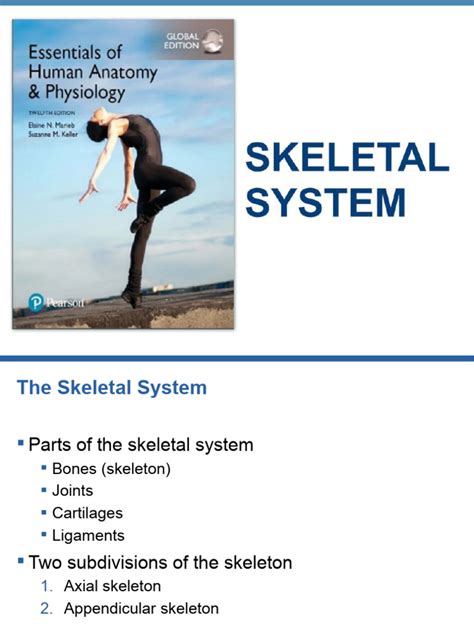 Ch5 Skeletal Edited 91 Slides Pdf Vertebra Vertebral Column