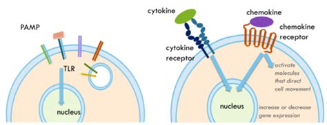 l33 linking innate and adaptive immunity flashcards quizlet