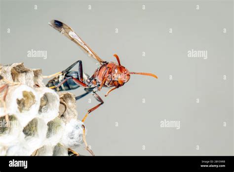 Image Of Common Paper Wasp Ropalidia Fasciata And Wasp Nest On Nature Background Insect