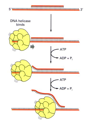 19 Dna Repair And Dna Replication Flashcards Quizlet