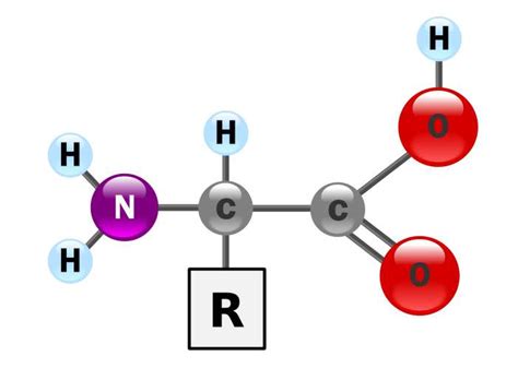 Définition Acide Aminé Amino Acide Acide Aminé Aminoacide