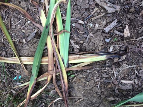 Yucky Iris Root Rot And What To Do Planters Place