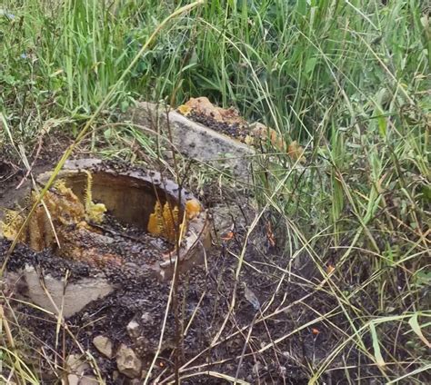 Ataque De Abelhas Deixa Cachorros Inconscientes E Feridos Em Sc