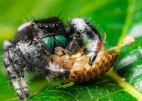 How Long Do Cockroaches Live 4 Types Lifespan Life Cycle The Buginator