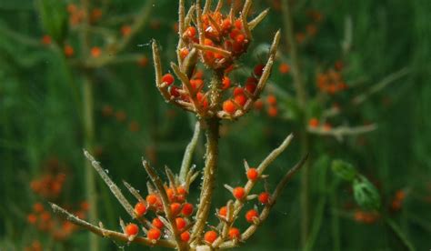 Welcome To The International Research Group On Charophytes Niva