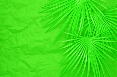 미니멀리즘 스타일의 육즙이 많은 녹색 잎이있는 꽃 구성 0명에 대한 스톡 사진 및 기타 이미지 0명 계절 꽃 식물 Istock