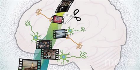 Как наш мозг хранит воспоминания Metro