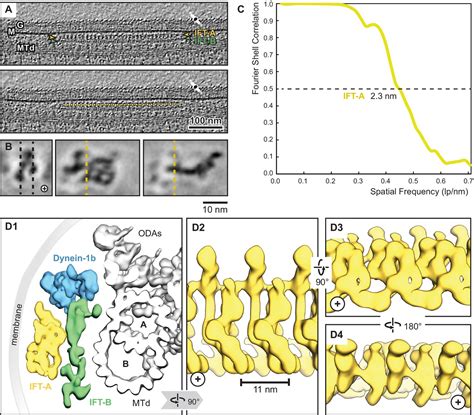 Structural Insight Into The Intraflagellar Transport 58 Off