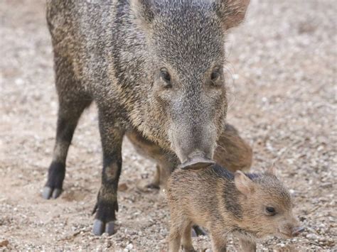 Javelina Babies Smithsonian Photo Contest Smithsonian Magazine