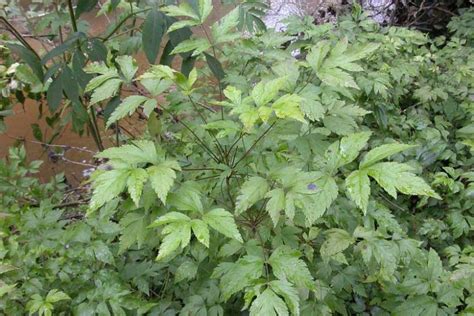 Yellow Root Plant Identification Chinese Goldthread Coptis Chinensis