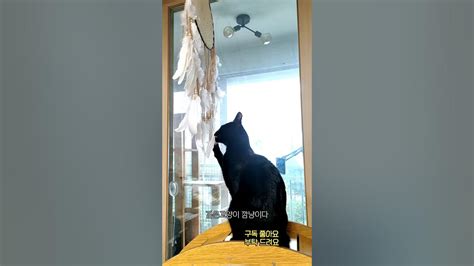 캣휠위에 올라간 고양이 Youtube