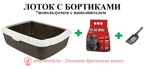 Как приучить котенка к лотку - Питомник британских кошек Elite British
