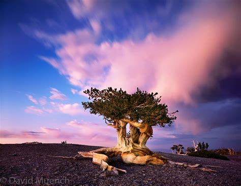 David Muench Alchetron The Free Social Encyclopedia