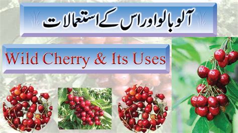 Aaloo Baloo Wild Cherry Benefits Of Aaloo Baloo Benefits Of Wild Cherry آلو بالو کے فواٸد
