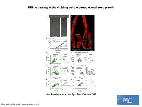 Bri1 Signaling At The Dividing Cells Restores Overall Root Growth Ppt