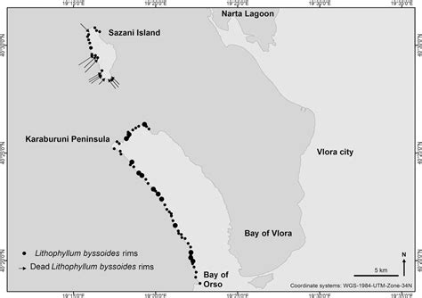 Lithophyllum Byssoides Semantic Scholar