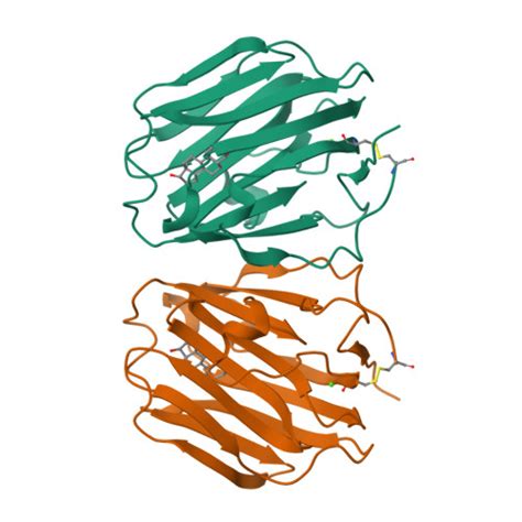 Rcsb Pdb 1kdm The Crystal Structure Of The Human Sex Hormone Binding