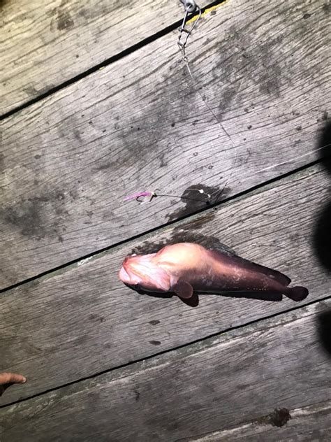 Pseudophycis Barbata Günther 1863