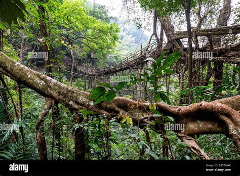 Spectacular Rangthylliang Living Root Bridge In Cherrapunji Region Meghalaya Northeast India