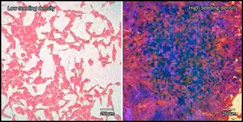 Endothelial And Epithelial Cell Research Applications Cytotronics
