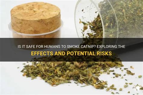 Is It Safe For Humans To Smoke Catnip Exploring The Effects And