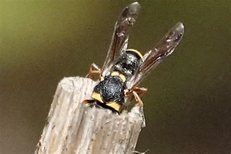Leptochilus Republicanus Bugguide Net