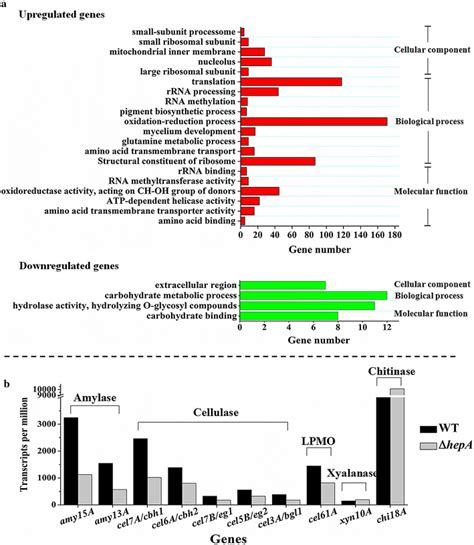 Genome Wide Transcriptome Analysis For Wt And Δhepa Wt And Δhepa Were