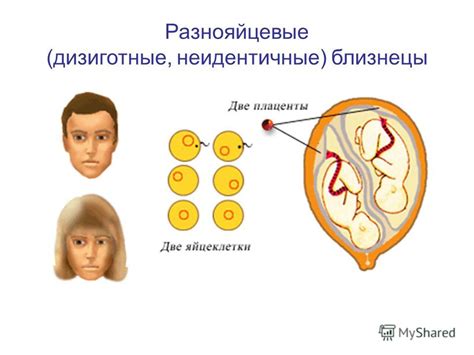 Презентация на тему Учитель биологии МОУ «Гимназия 3 г Брянска