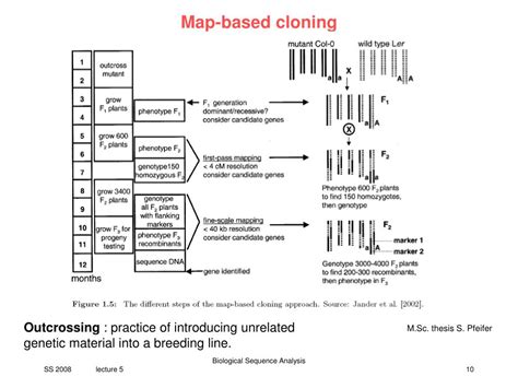 Ppt V5 Forward Genetics Molecular Markers Powerpoint Presentation Id319473