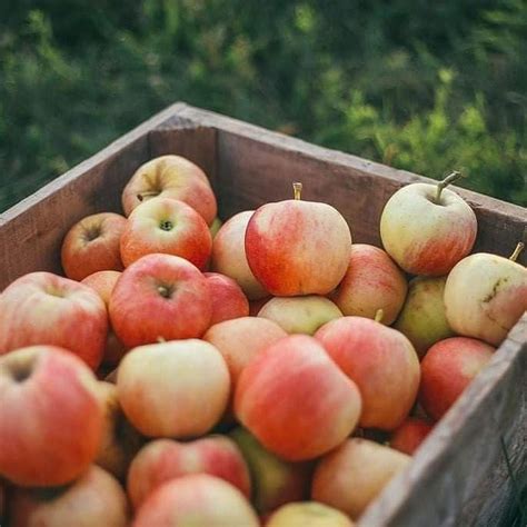 Utah Honeycrisp Apples And Pears Coming To C A L Ranch Layton Utah C