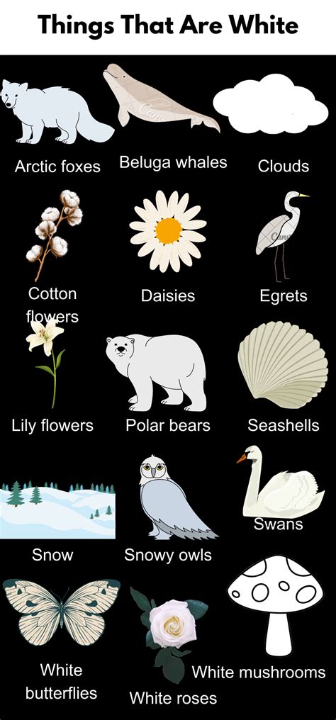 List Of Things That Are White Grammarvocab