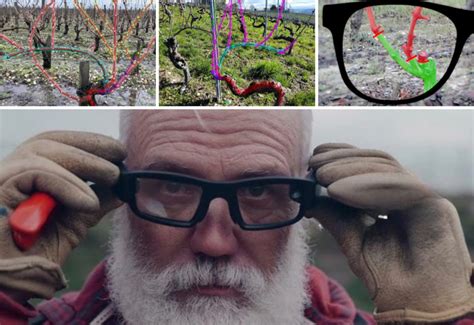Ai Powered Augmented Reality Glasses Enhance Vine Pruning
