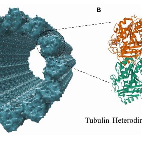 A Structural Representation Of An Mt Composed Of Tubulin Heterodimer Download Scientific