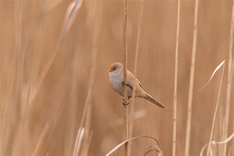 베라드 티트 여성 갈대 파누루스 바이아미쿠스 야생에서 갈대속 벼과에 대한 스톡 사진 및 기타 이미지 갈대속 벼과 갈색