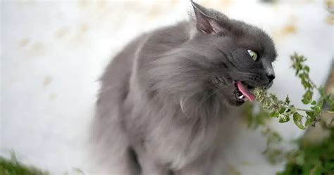 Is Catnip Addictive Critter Stop