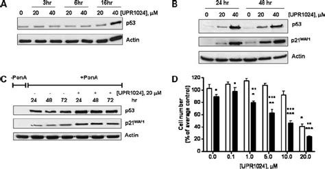 Modulation Of P53 And P21 Waf1 Protein Expression During Upr1024