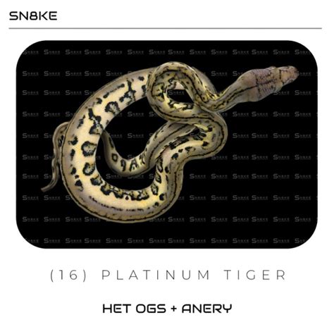 Platinum Tiger Het Ogs Anery Reticulated Python By Sn8ke