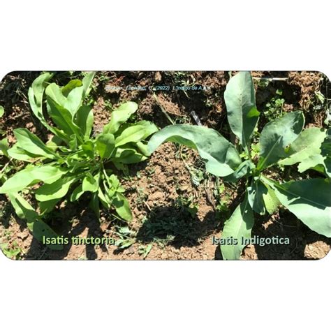 Isatis Indigotica Chinese Woad Seeds