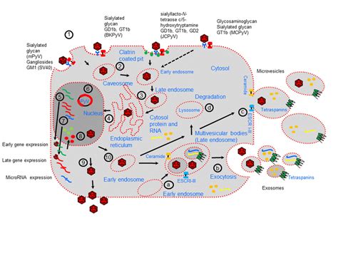 Polyomavirus Life Cycle And Extracellular Vesicle Formation